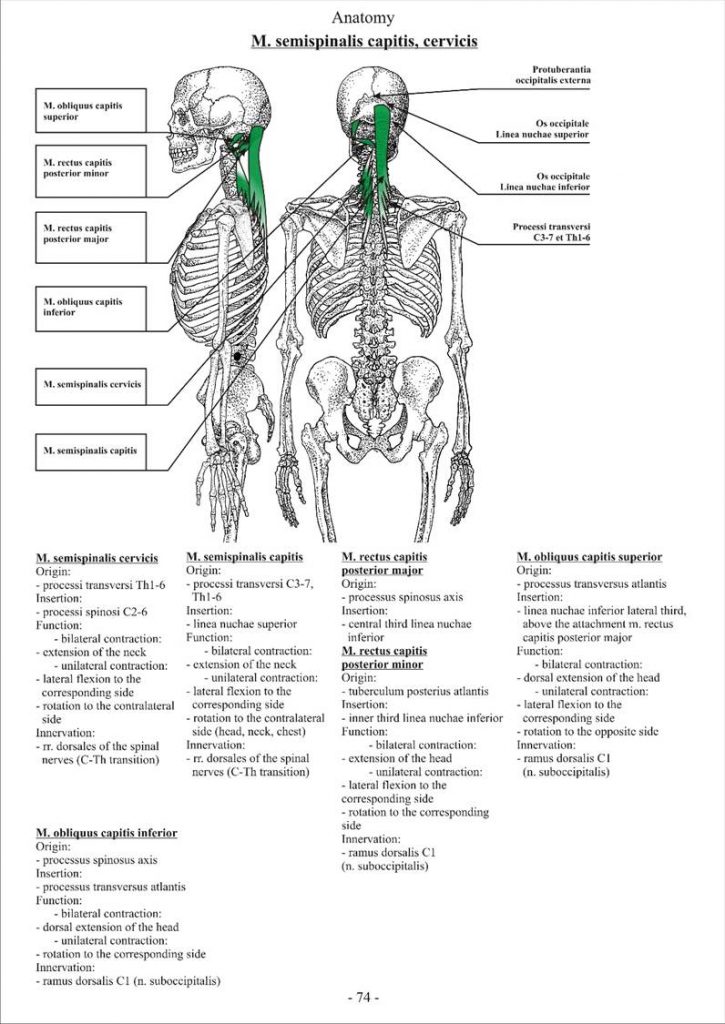 Muscle chains book – shop.spiralstabilization.com